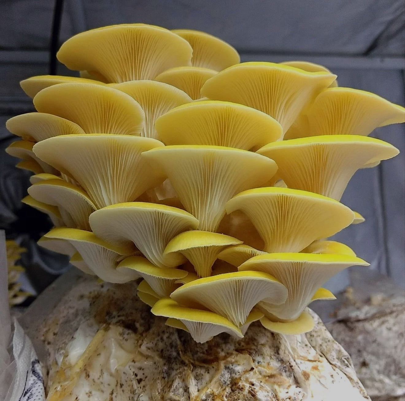 WS PF Golden Oyster Mushrooms (1/2 lb)